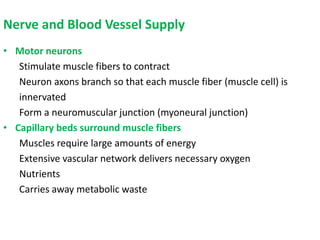 Muscular tissue and homeostasis | PPTX