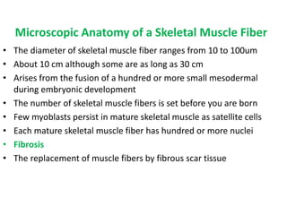 Muscular tissue and homeostasis | PPTX