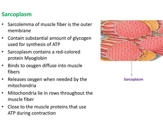 Muscular tissue and homeostasis | PPT