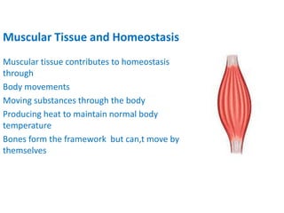 Muscular tissue and homeostasis | PPT