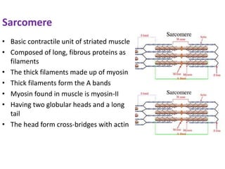 Muscular tissue and homeostasis | PPT