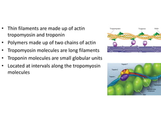 Muscular tissue and homeostasis | PPT
