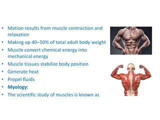 Muscular tissue and homeostasis | PPT