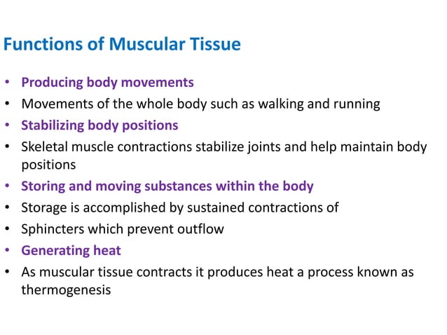 Muscular tissue and homeostasis | PPT