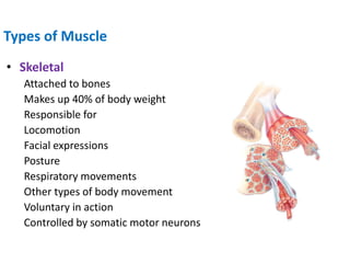 Muscular tissue and homeostasis | PPT