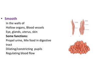 Muscular tissue and homeostasis | PPTX