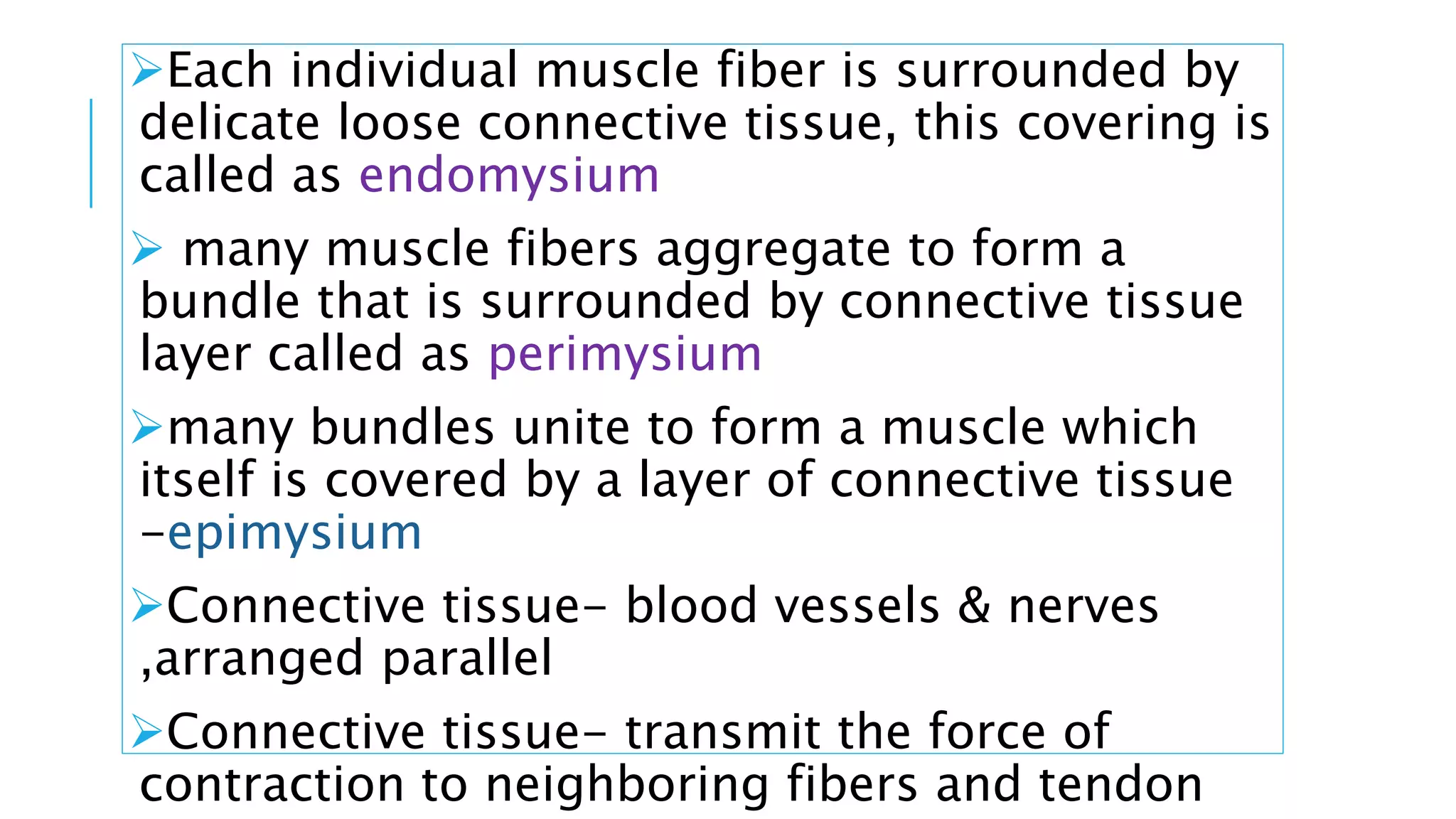 Muscular tissue Histology | PPTX