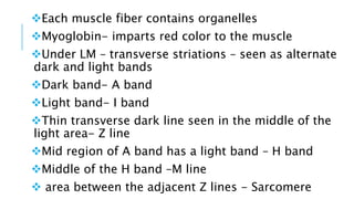 Muscular tissue Histology | PPTX