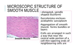 Muscular tissue Histology | PPTX