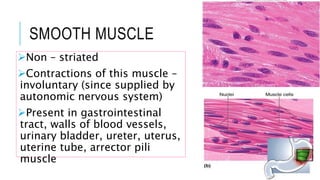 Muscle Tissue Slides