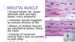 Skeletal Muscle Tissue Slide