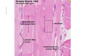 Muscle Tissue Slide