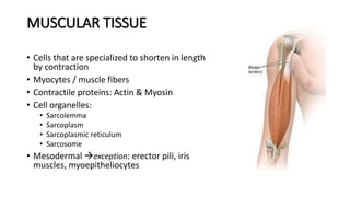 musculartissue_for CSSD pptx copy.pptx