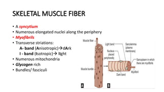 musculartissue_for CSSD pptx copy.pptx