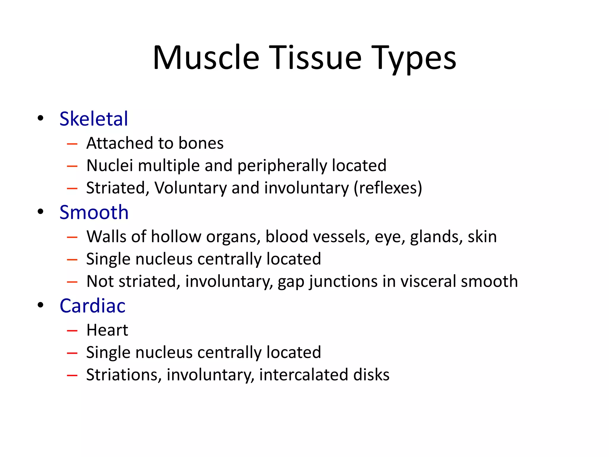 Muscular tissue | PPTX