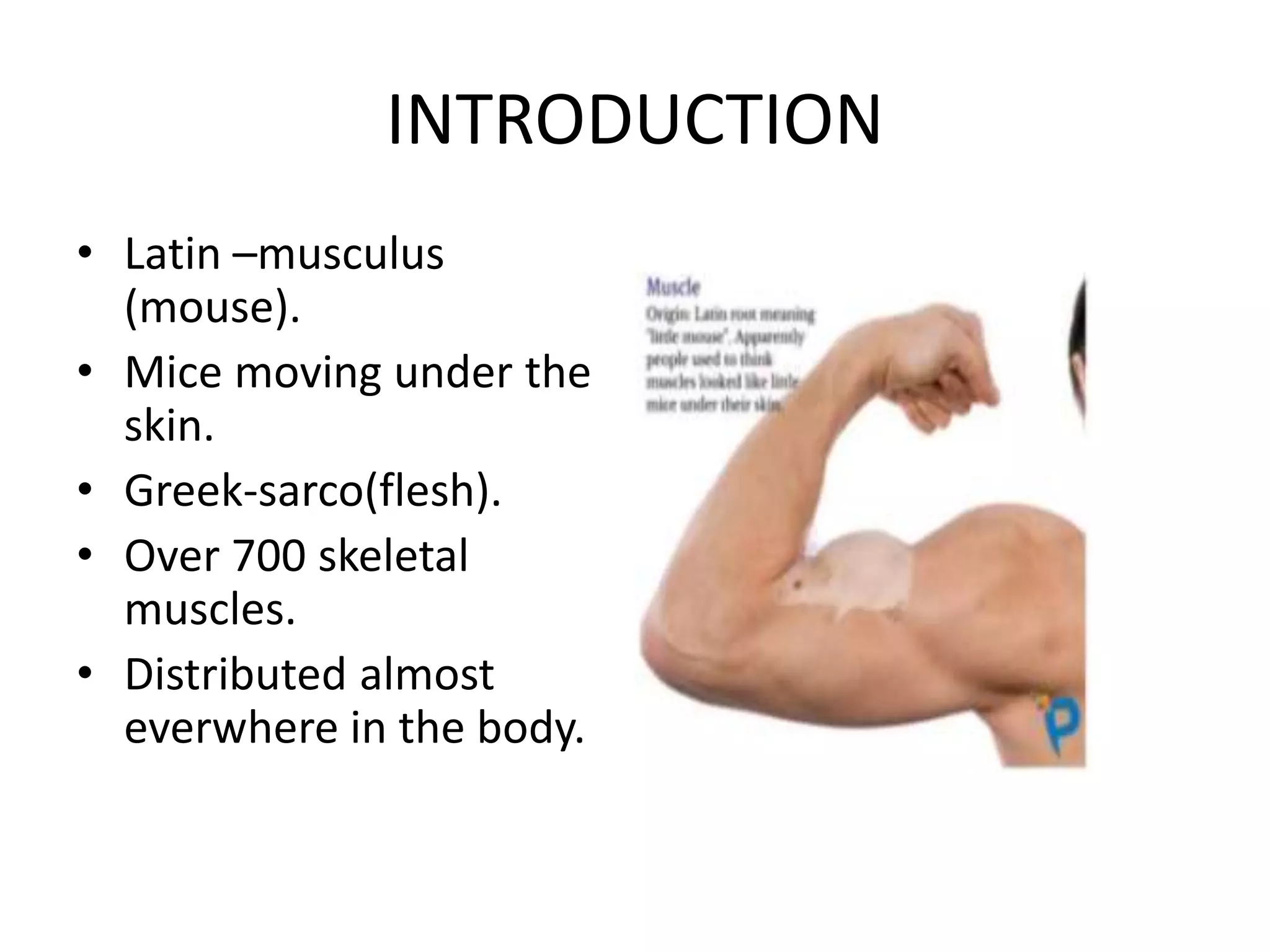 Muscular tissue | PPTX