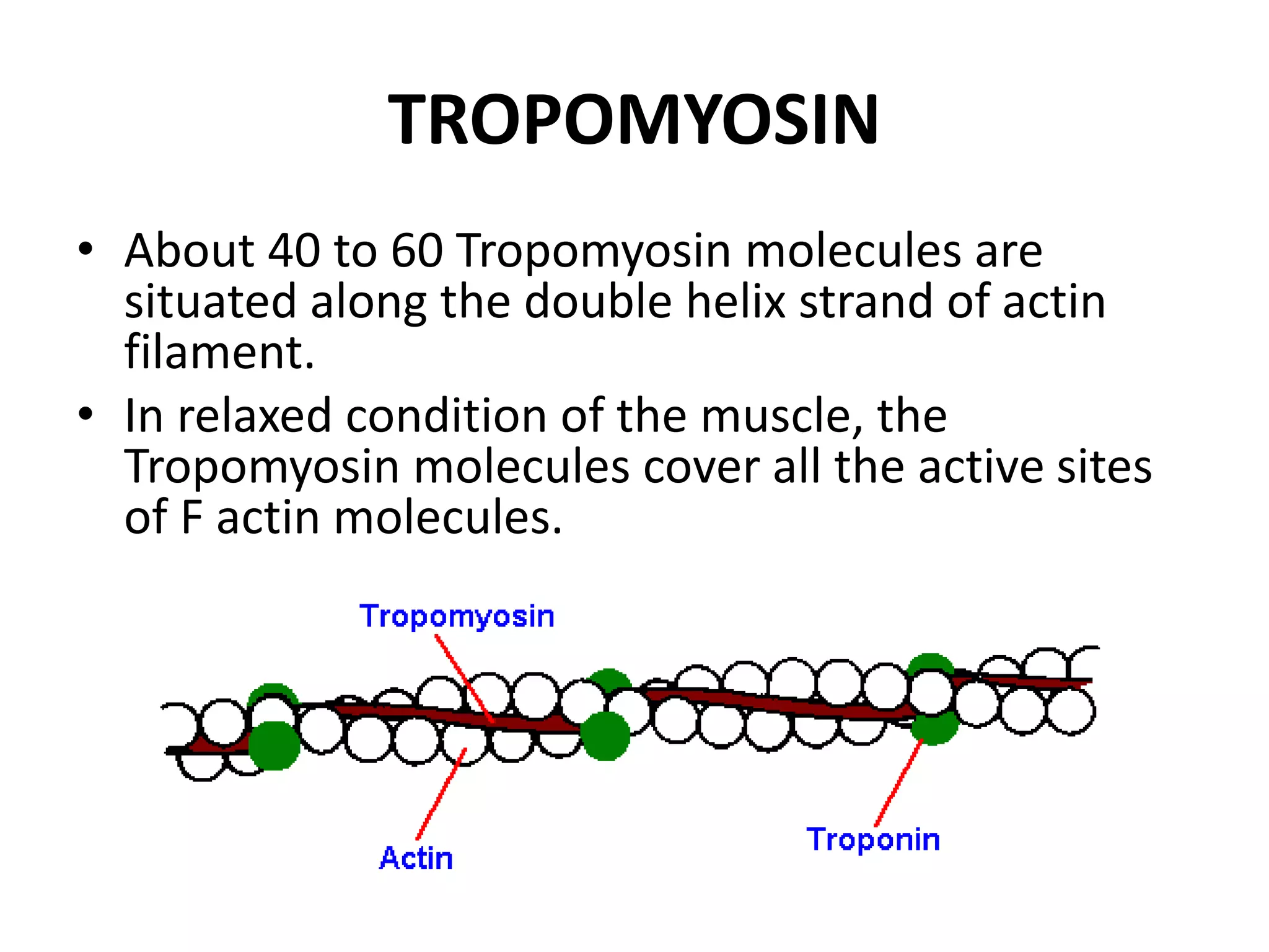 Muscular tissue | PPTX