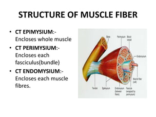 Muscular tissue | PPTX