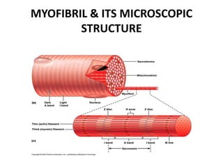 Muscular tissue | PPTX