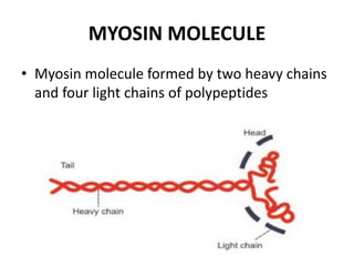 Muscular tissue | PPTX