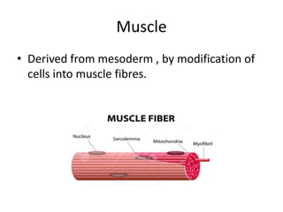 Muscular tissue | PPTX