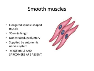 Muscular tissue | PPTX