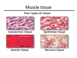 Muscular tissue | PPTX