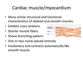 Muscular tissue | PPTX