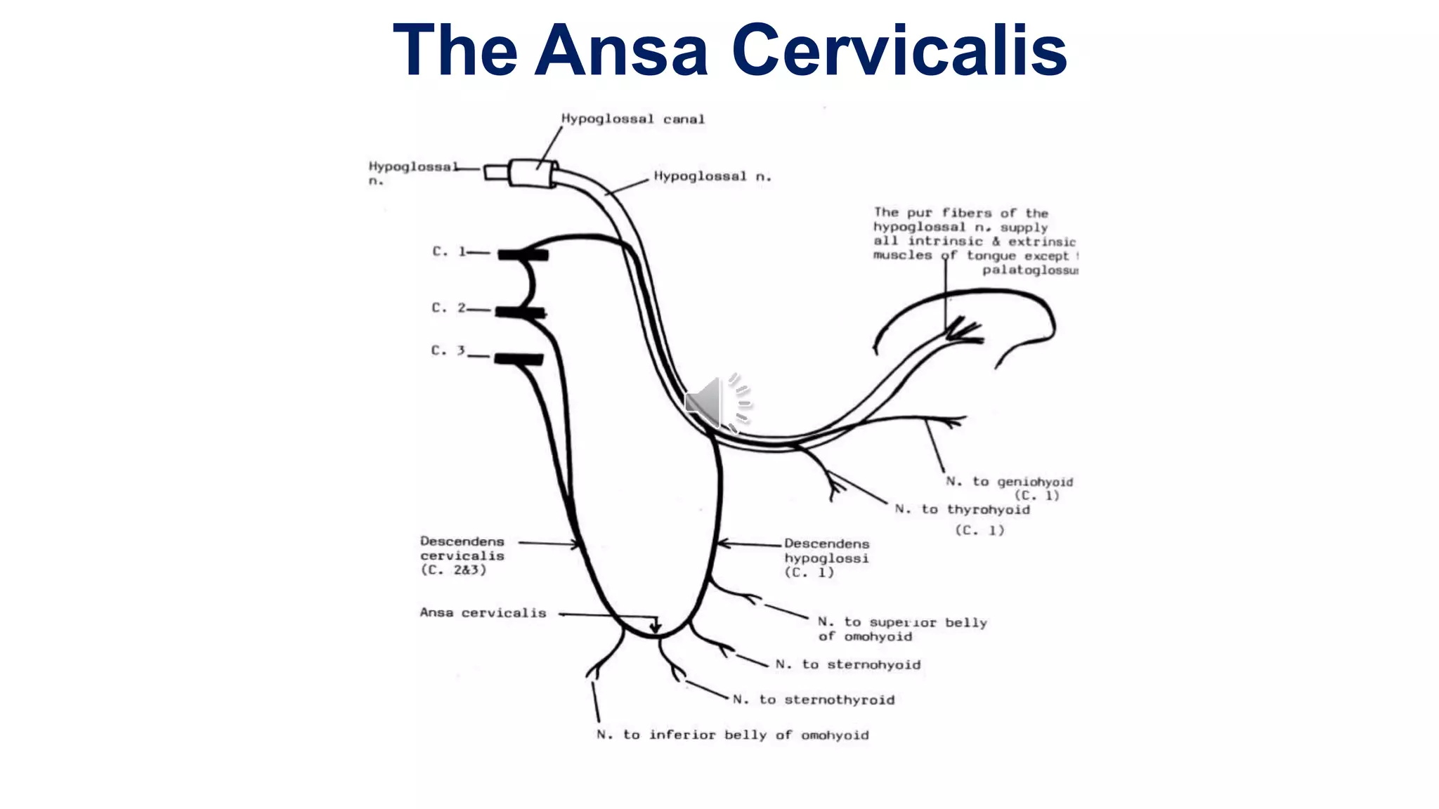 Muscular triangle and ansa cervicalis | PPTX