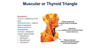 Muscular triangle and ansa cervicalis | PPTX