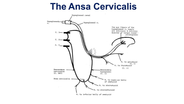 Muscular triangle and ansa cervicalis | PPTX