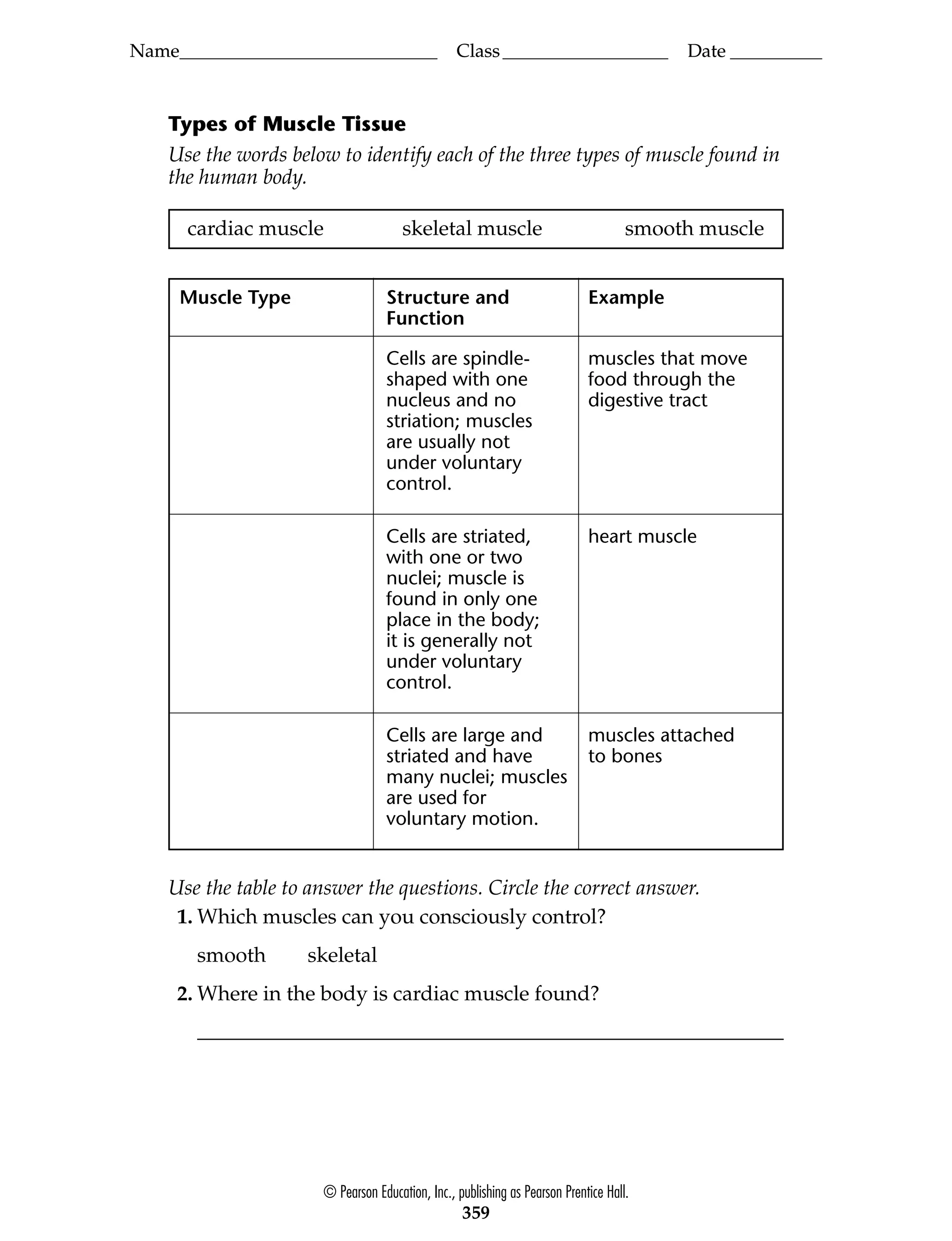 Muscular Worksheet | PDF