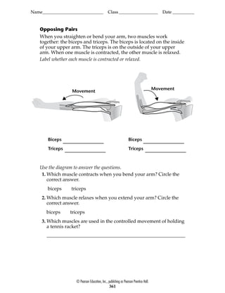 Muscular Worksheet | PDF