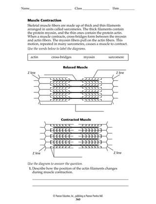 Skeletal Muscle Structure Worksheet