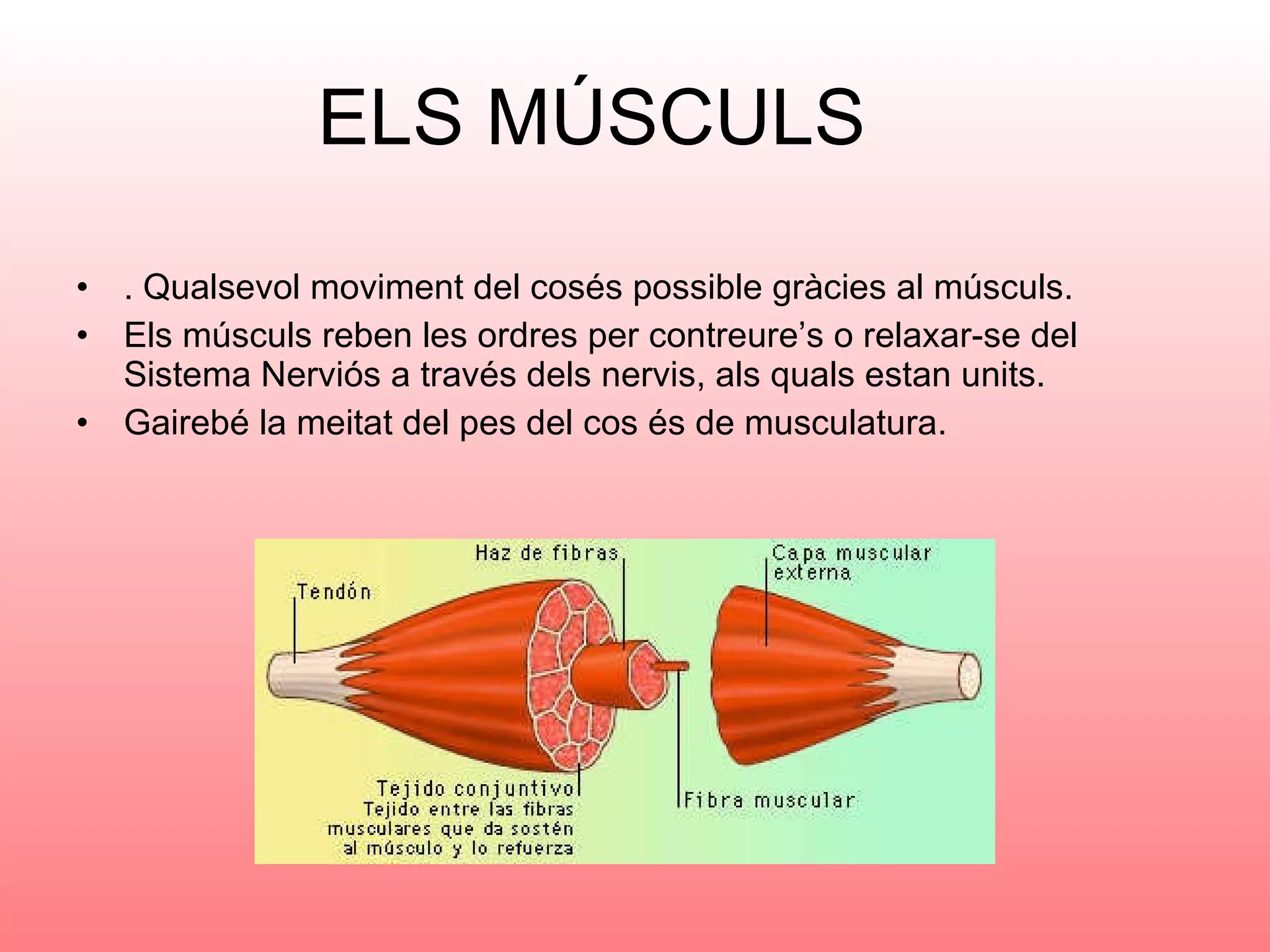 Musculatura | PPT