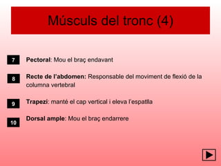 Musculatura | PPT