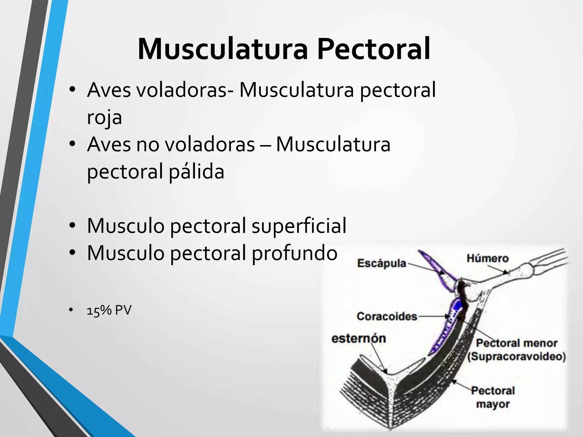 Musculatura aves | PPTX