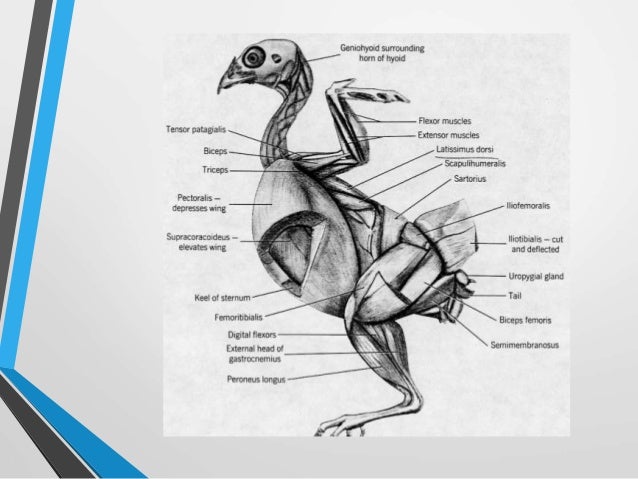 Musculatura aves