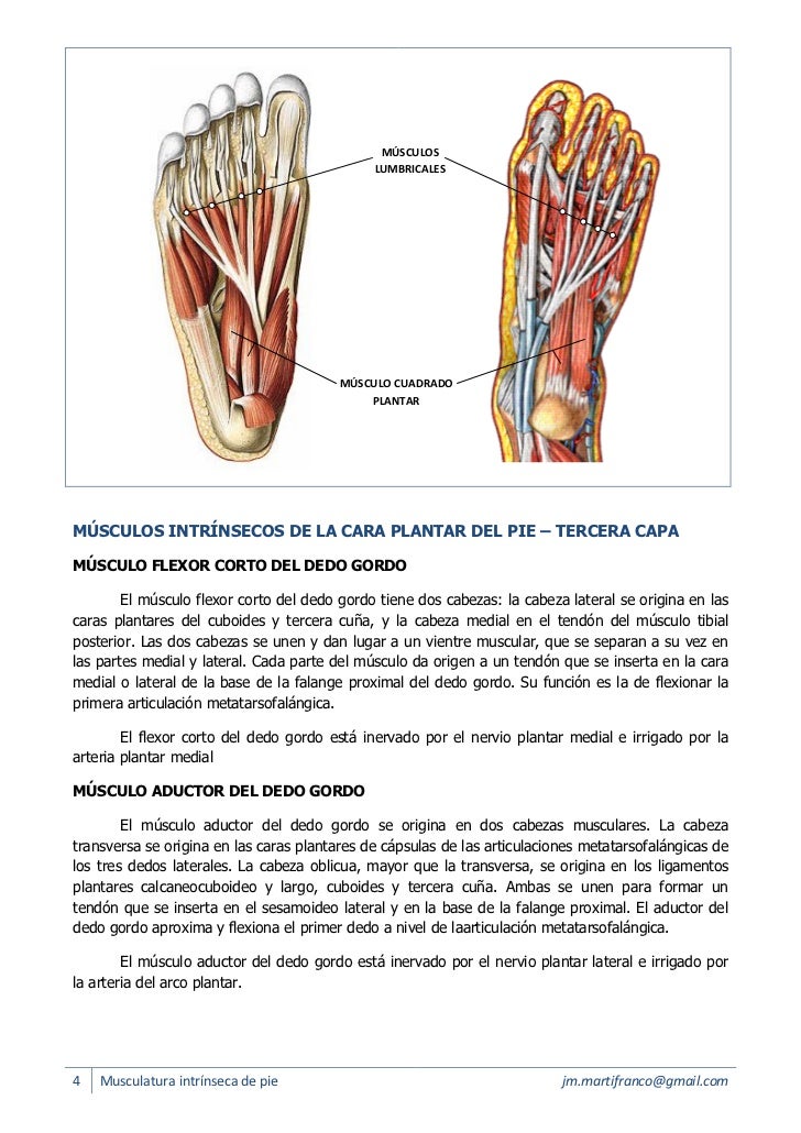 Musculatura intrínseca del pie