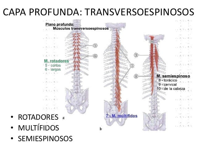 Musculatura dorsal y ventral del tronco