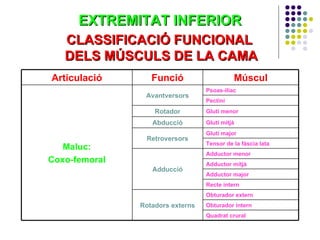 Musculatura ee.ii. | PPT