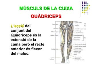 Musculatura ee.ii. | PPT