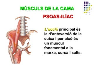 Musculatura ee.ii. | PPT