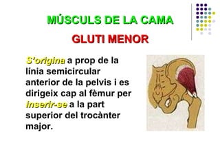 Musculatura ee.ii. | PPT