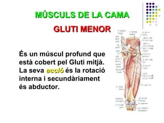 Musculatura ee.ii. | PPT