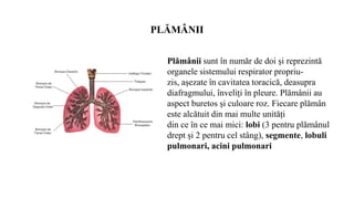 musculatura respiratorieIII.pptx