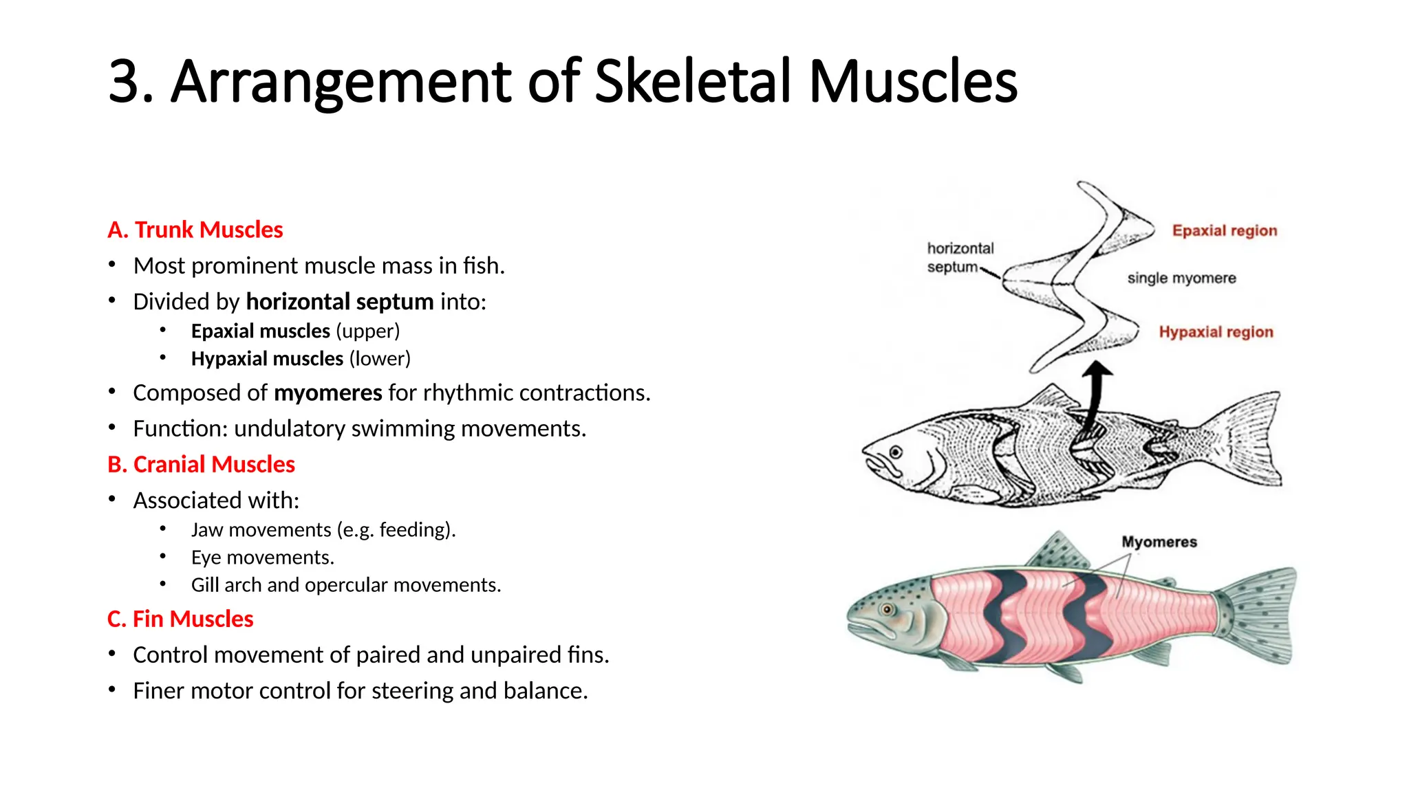 Musculature in Fishes. A lecture for B.Sc Students.pptx