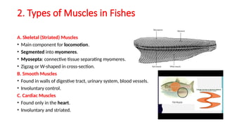 Musculature in Fishes. A lecture for B.Sc Students.pptx