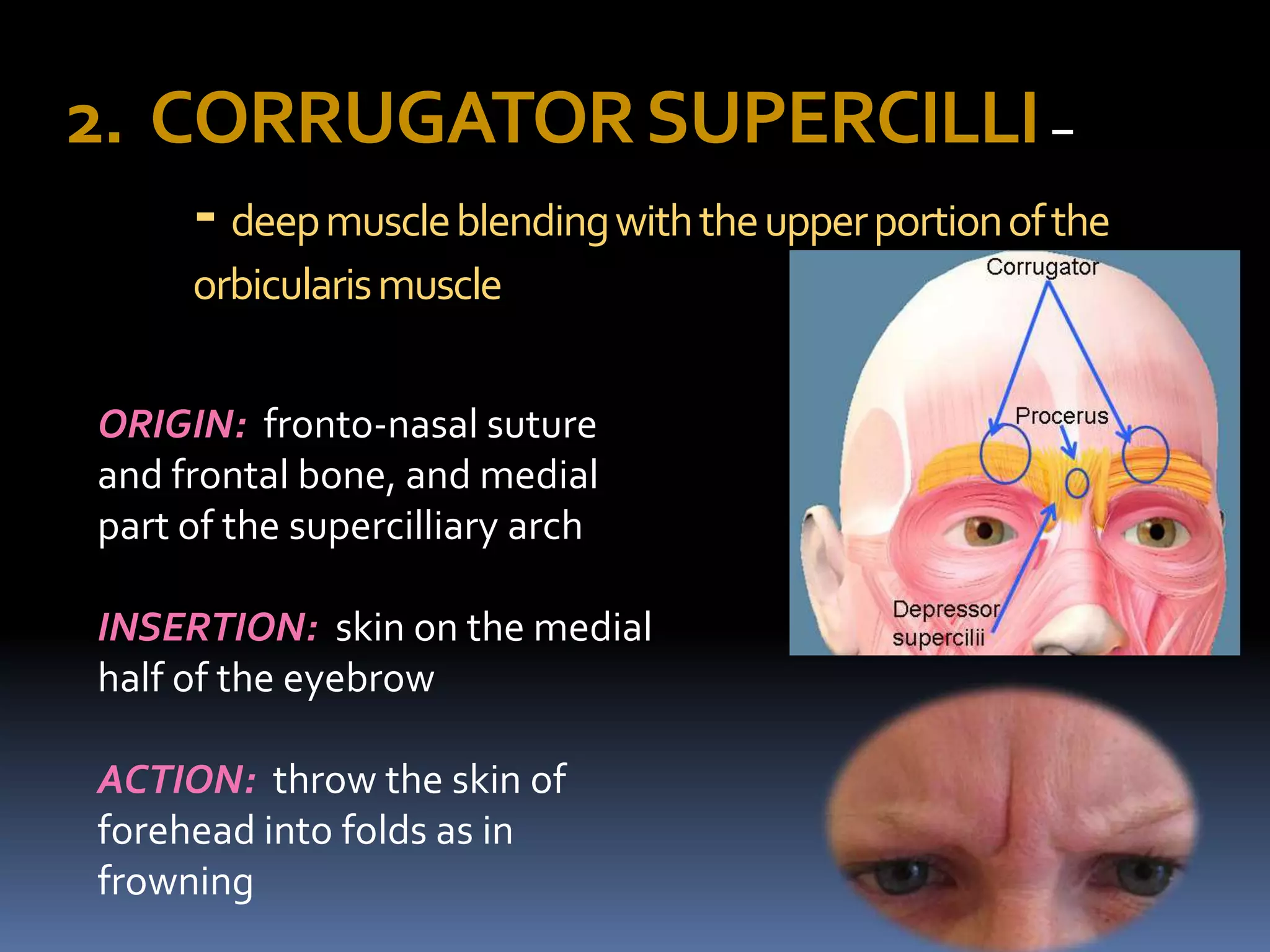 Musculature of head | PPTX