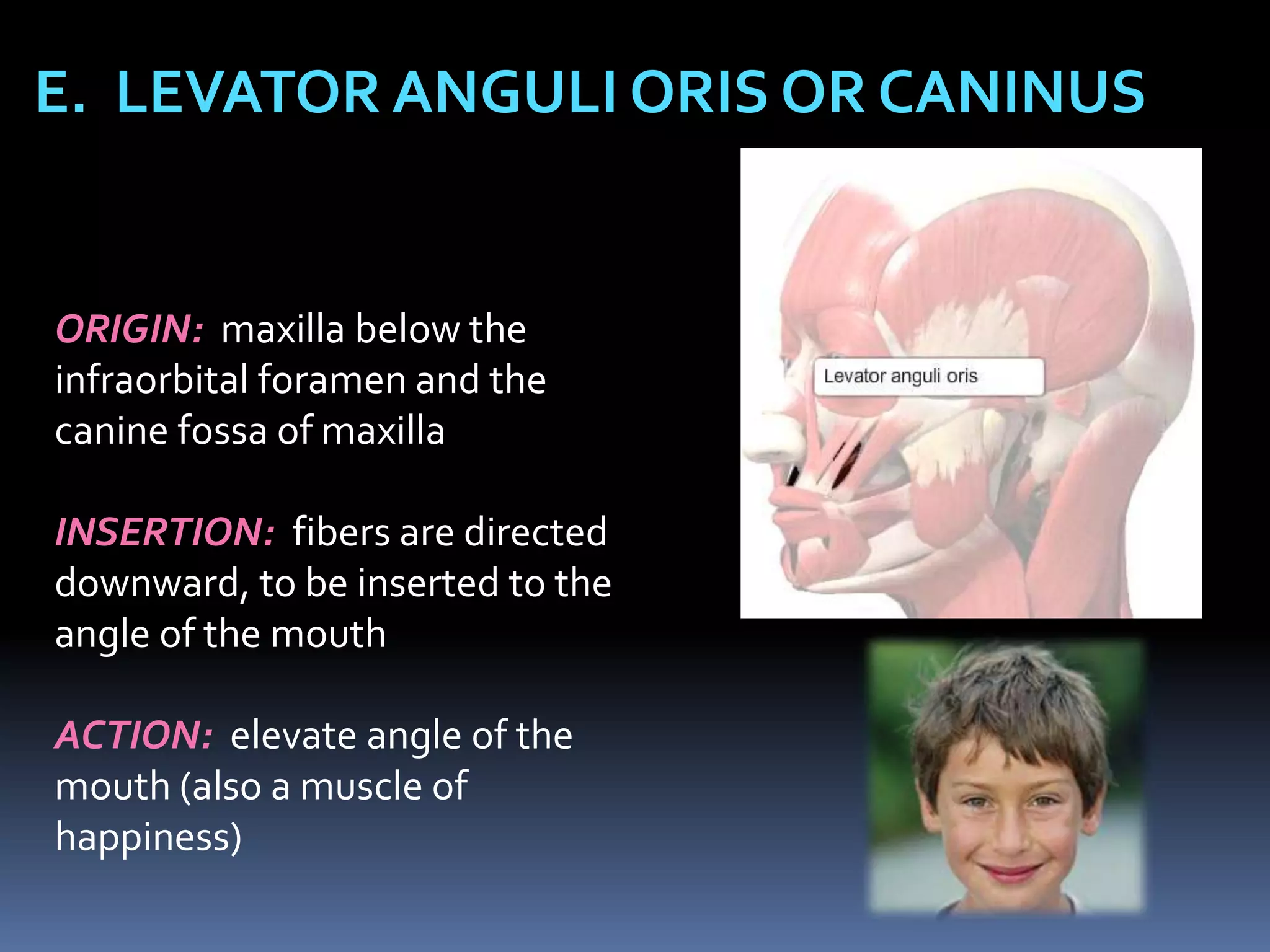 Musculature of head | PPTX